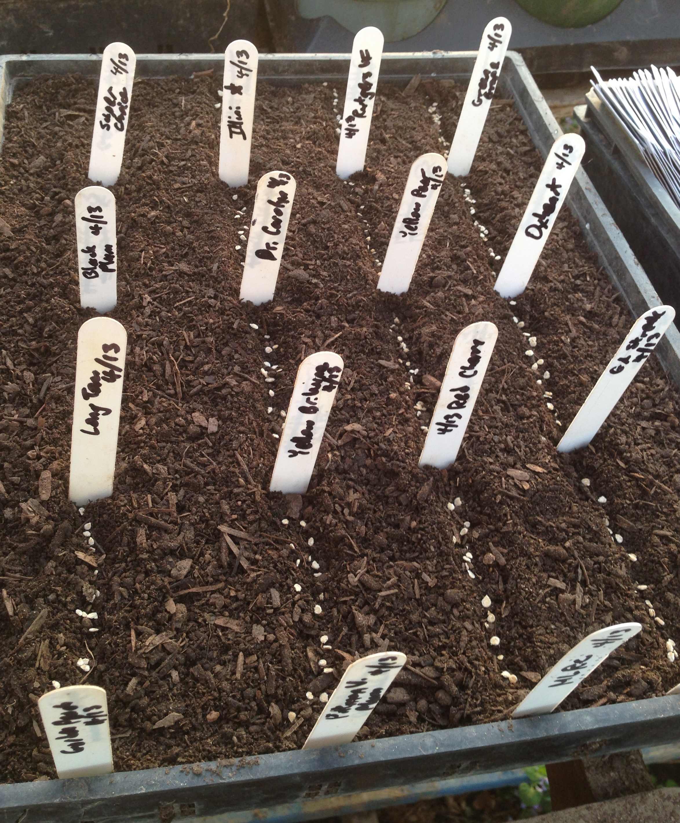 Starting Tomatoes From Seed Southern Exposure Seed Exchange Starting Tomatoes From Seed Southern Exposure Seed Exchange