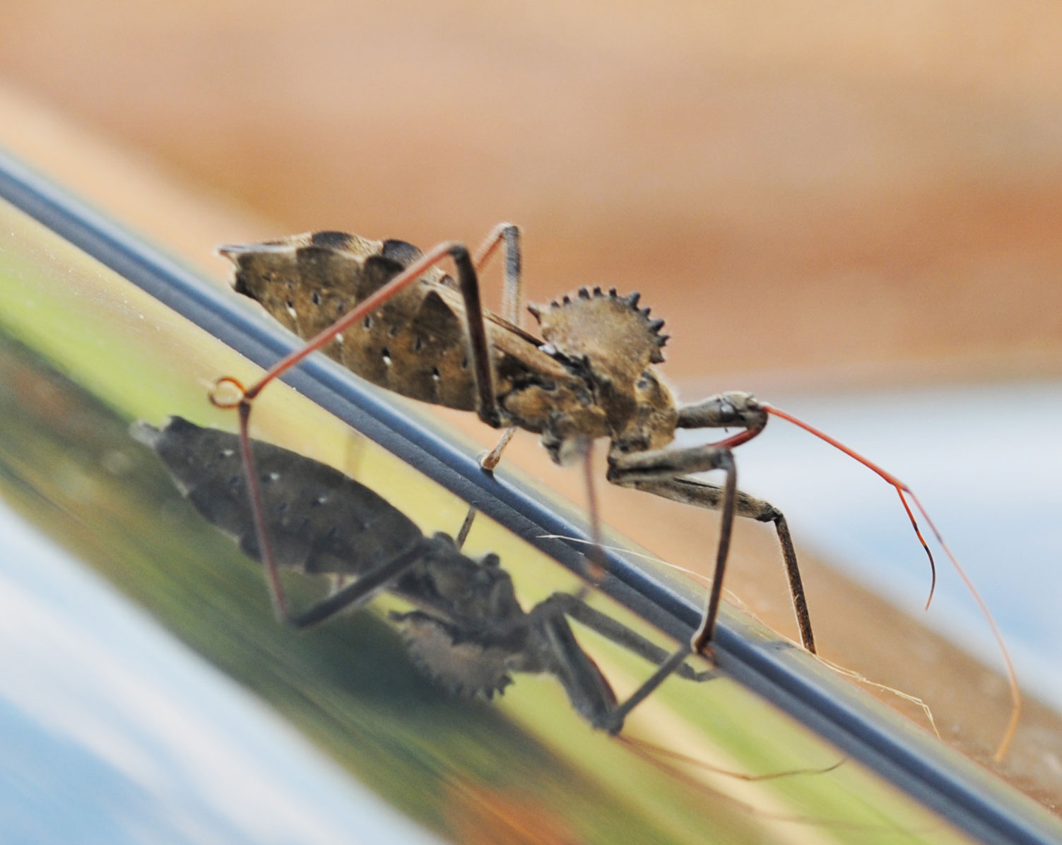 Getting Past Appearances: Learning to Love the Wheel Bug | Southern ...