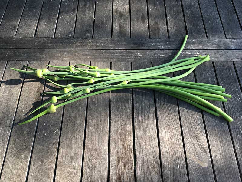 How to Harvest Garlic Scapes | Southern Exposure Seed Exchange How to Harvest Garlic Scapes | Southern Exposure Seed Exchange