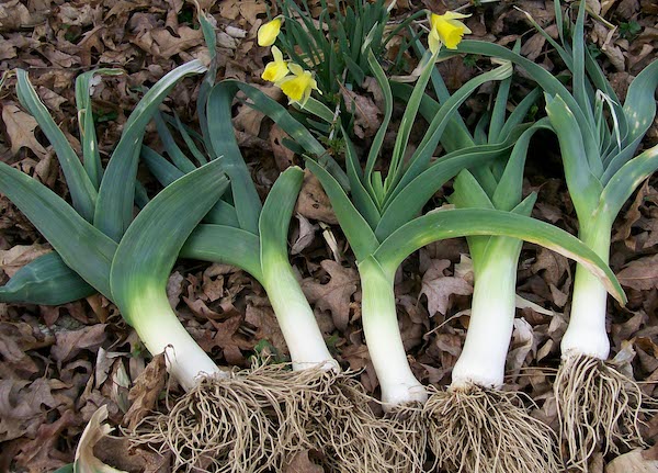 The Wonderful Leek: Planting, Harvesting, & Storage | Southern Exposure ...