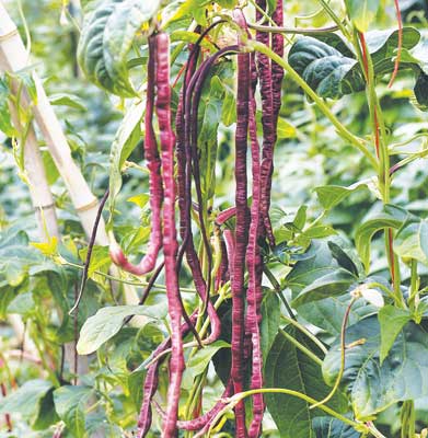 Asparagus Beans | Survival Monkey Forums