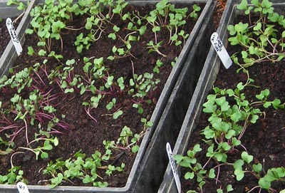Cabbage Seedling