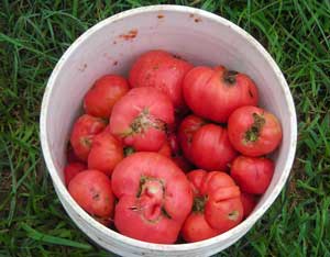 Saving Tomato Seeds