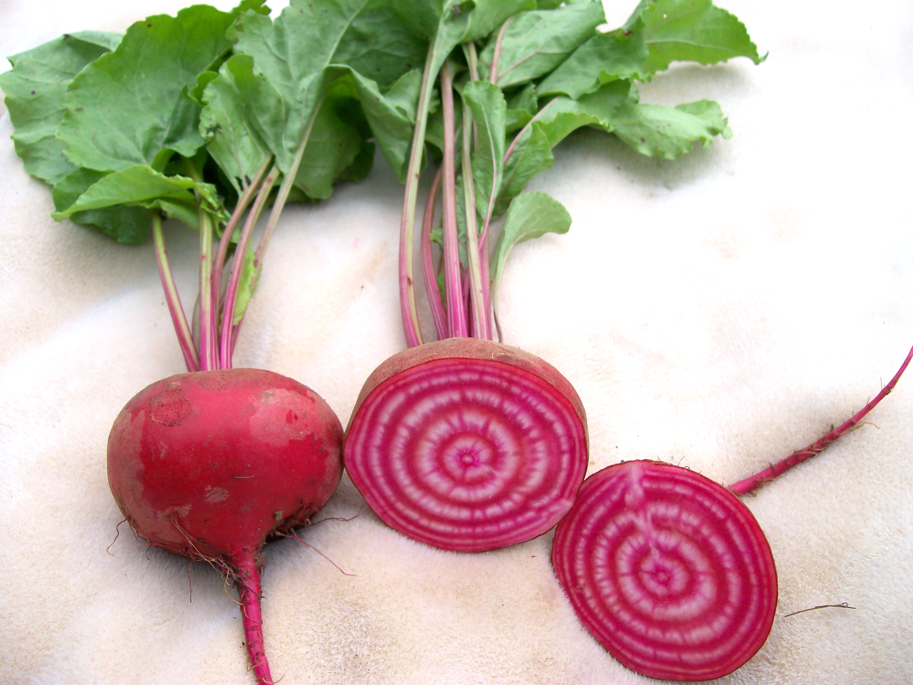 Chioggia (Dolce Di Chioggia) Beet, 3 g : Southern Exposure Seed ...
