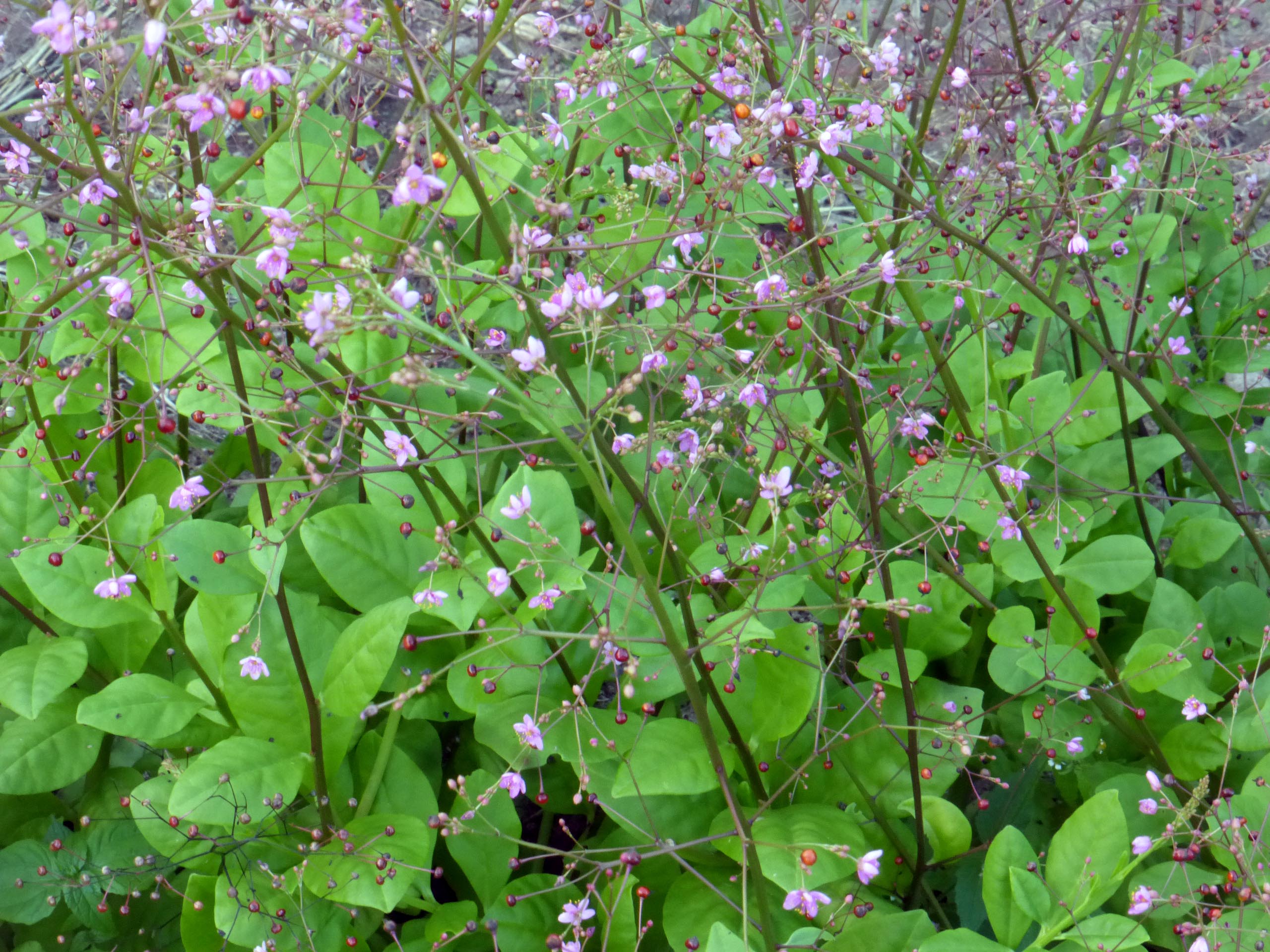 Jewels of Opar (Fame Flower), 0.15 g : Southern Exposure Seed Exchange ...