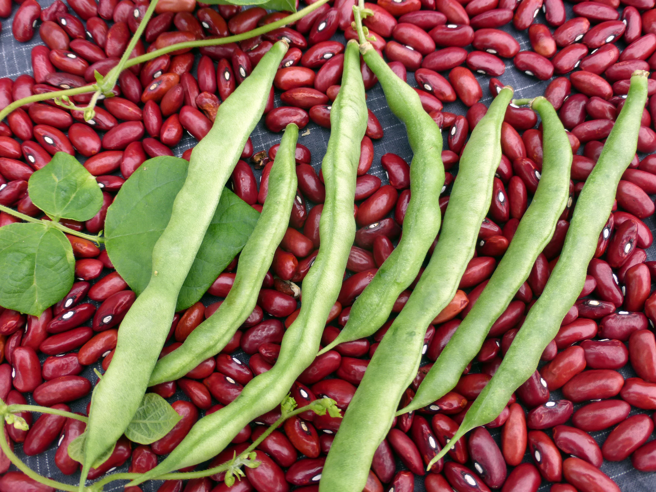 Red Stick Bean Pole Snap Bean, 28 g : Southern Exposure Seed Exchange ...