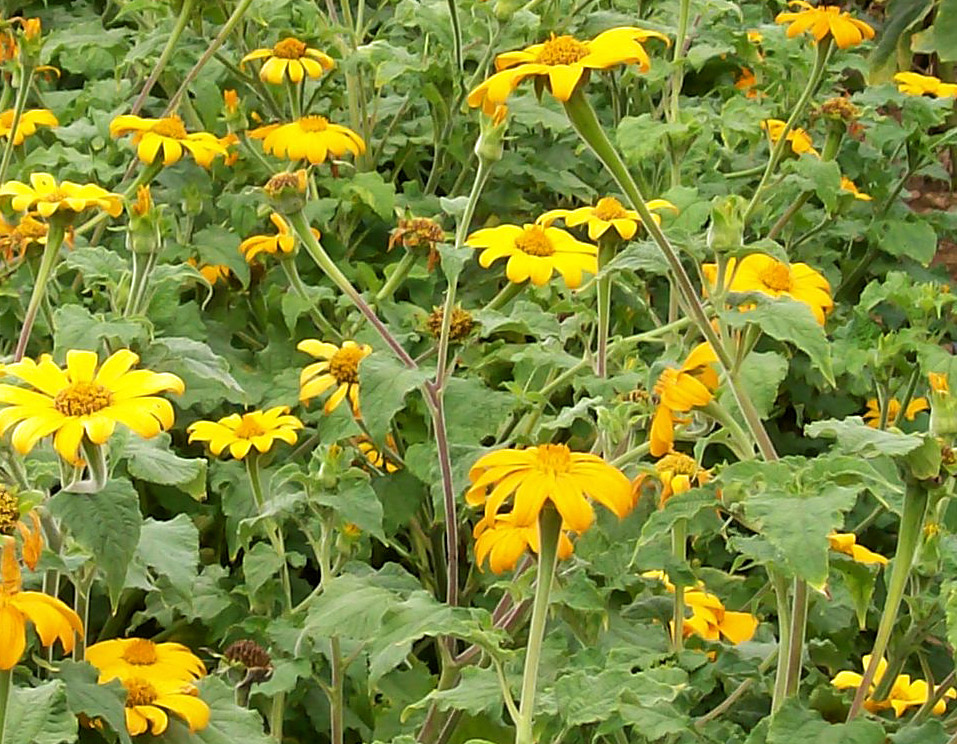 Mexican Sunflower Plant In The Rain