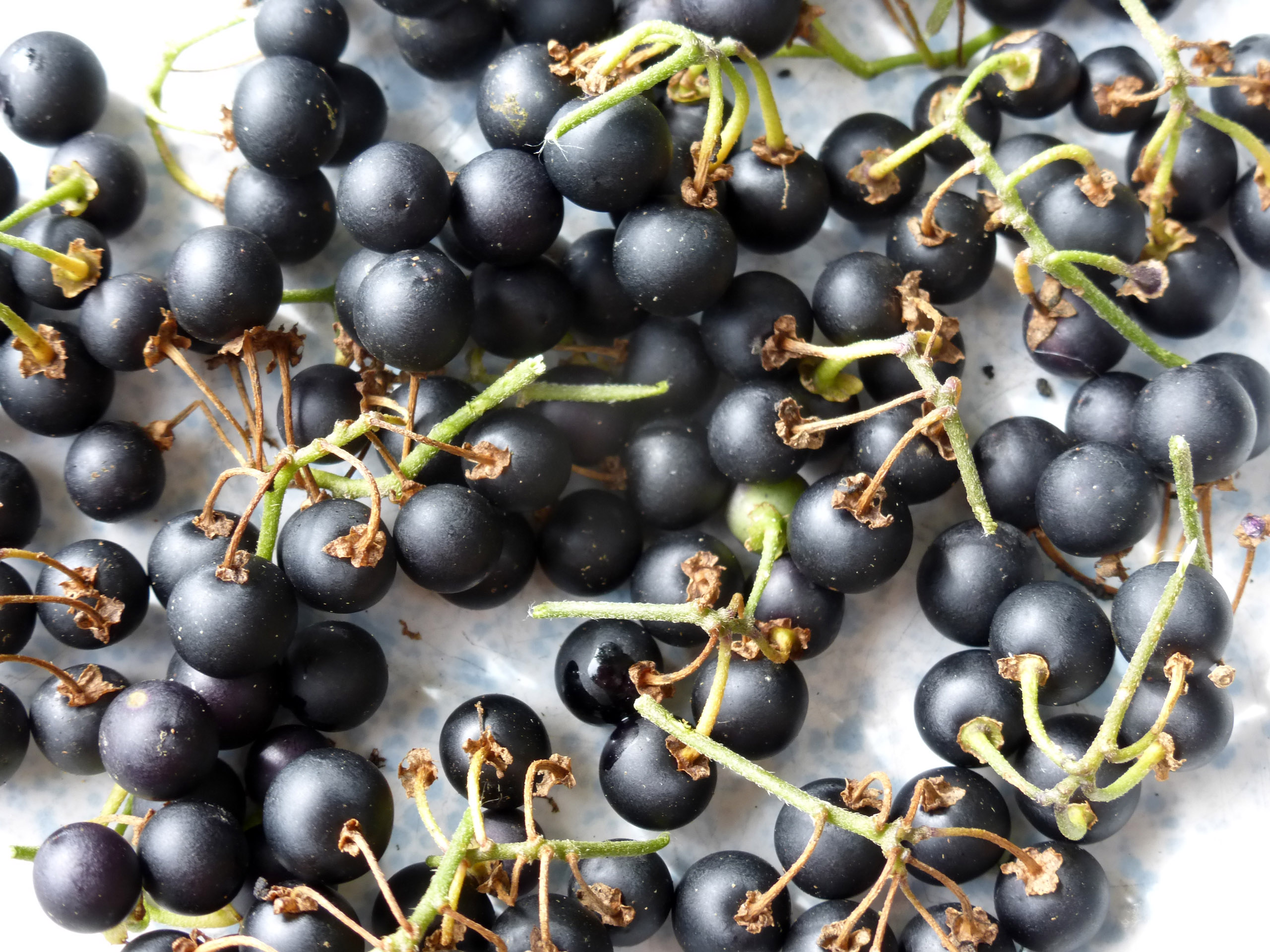 Wonderberry (Sunberry), 0.09 g : Southern Exposure Seed Exchange ...