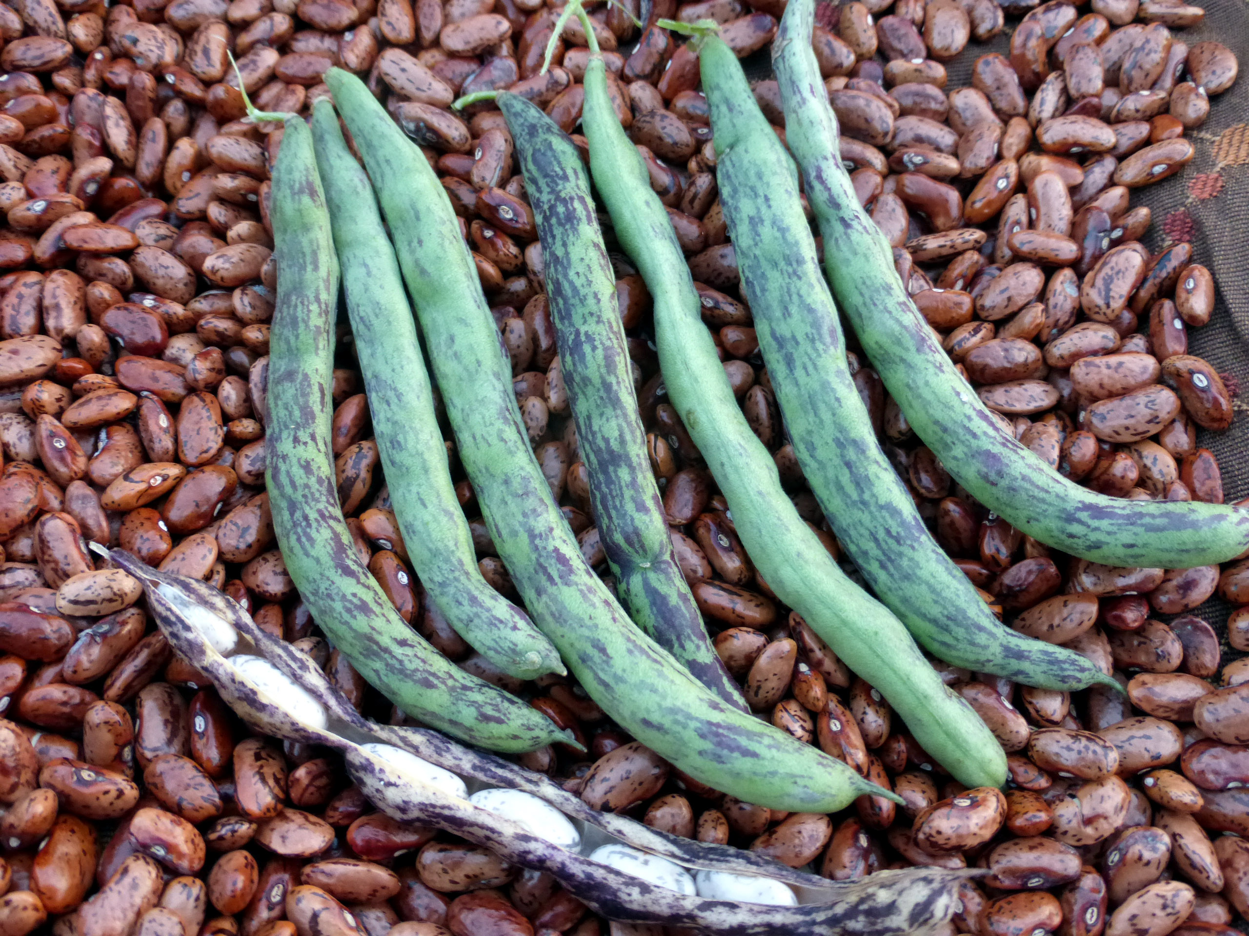 Aunt Bea's Pole Snap Bean
