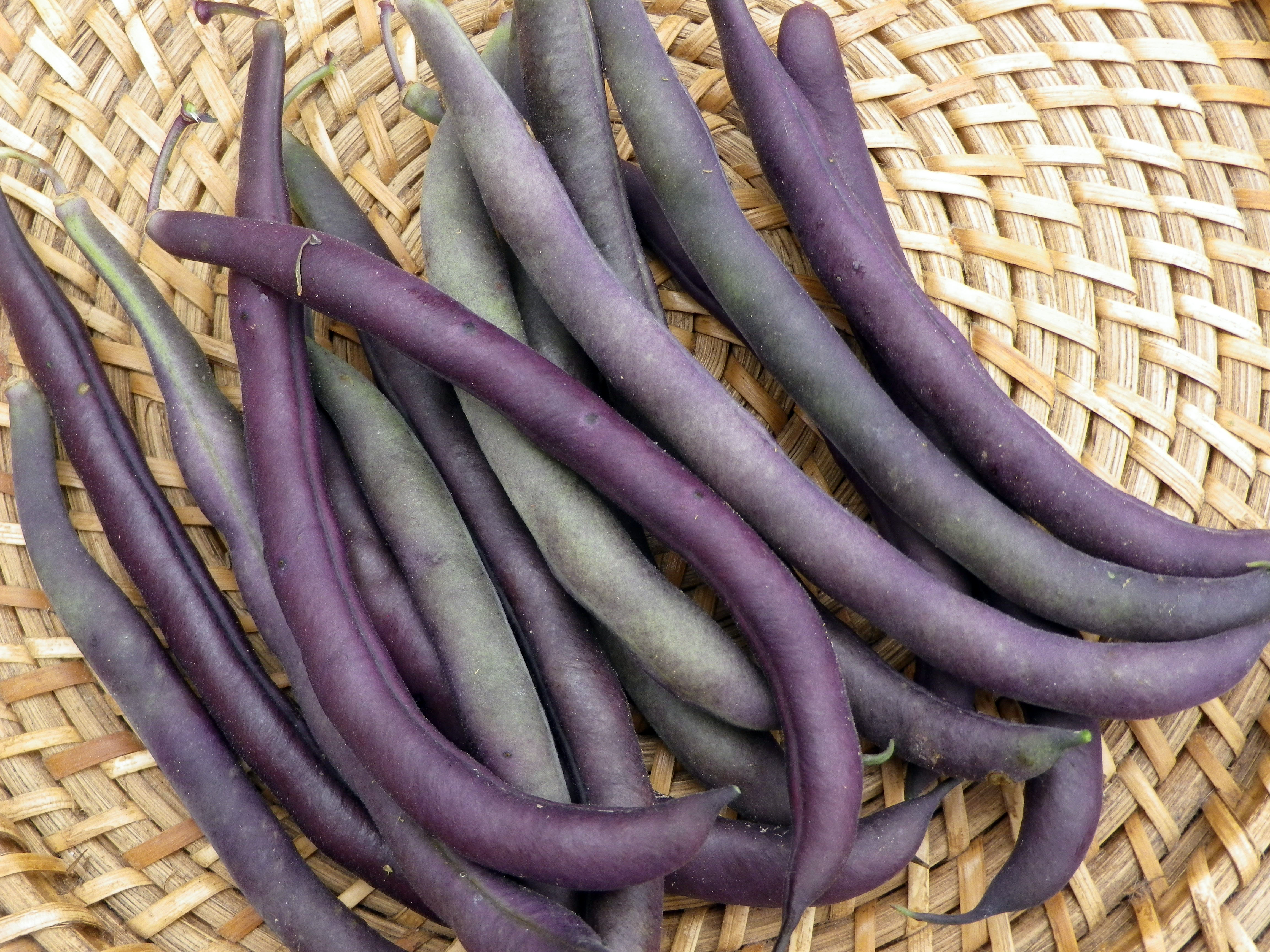 Purple Snap Beans
