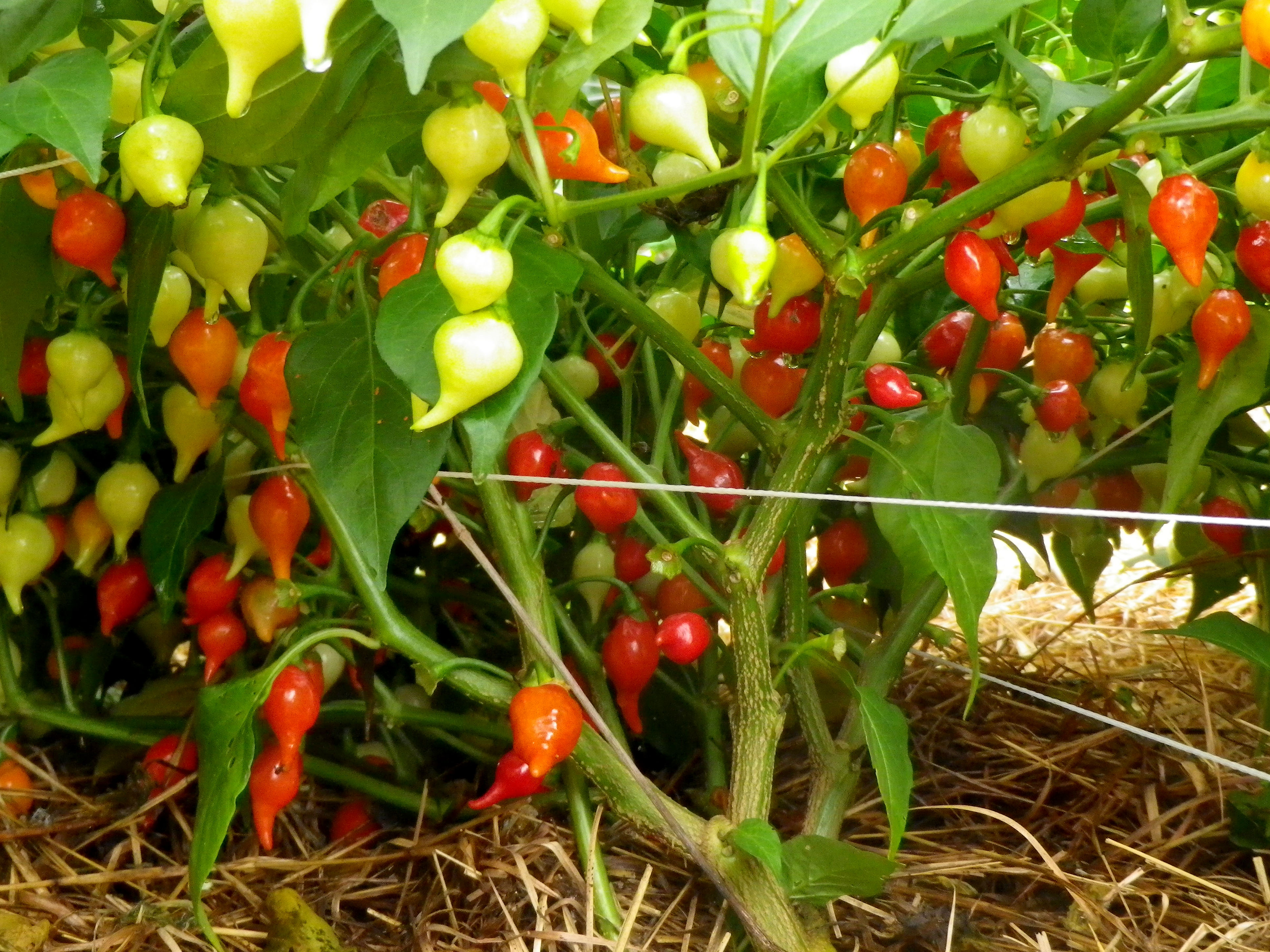 Biquinho Spice Pepper