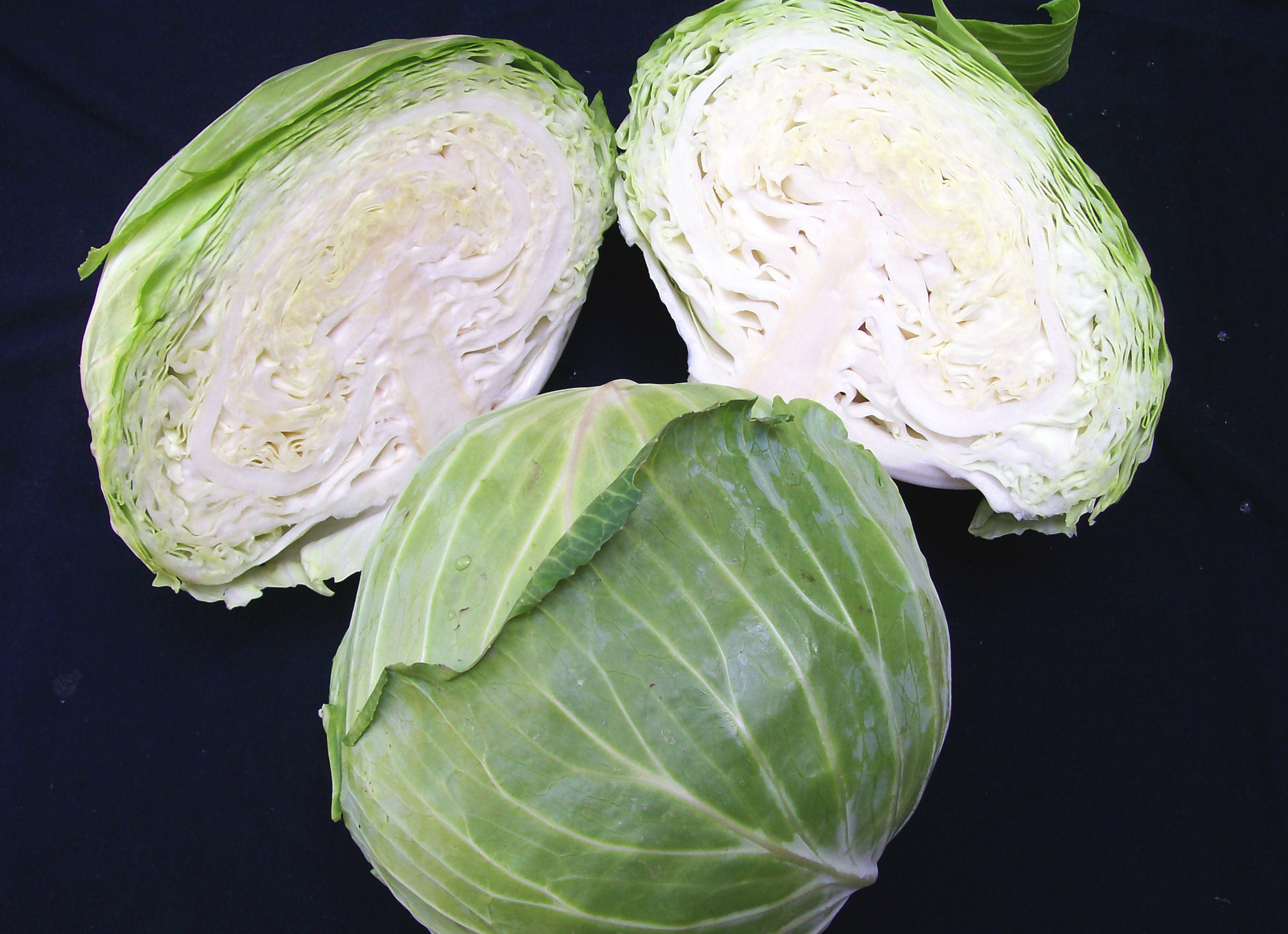 Early Flat Dutch Cabbage