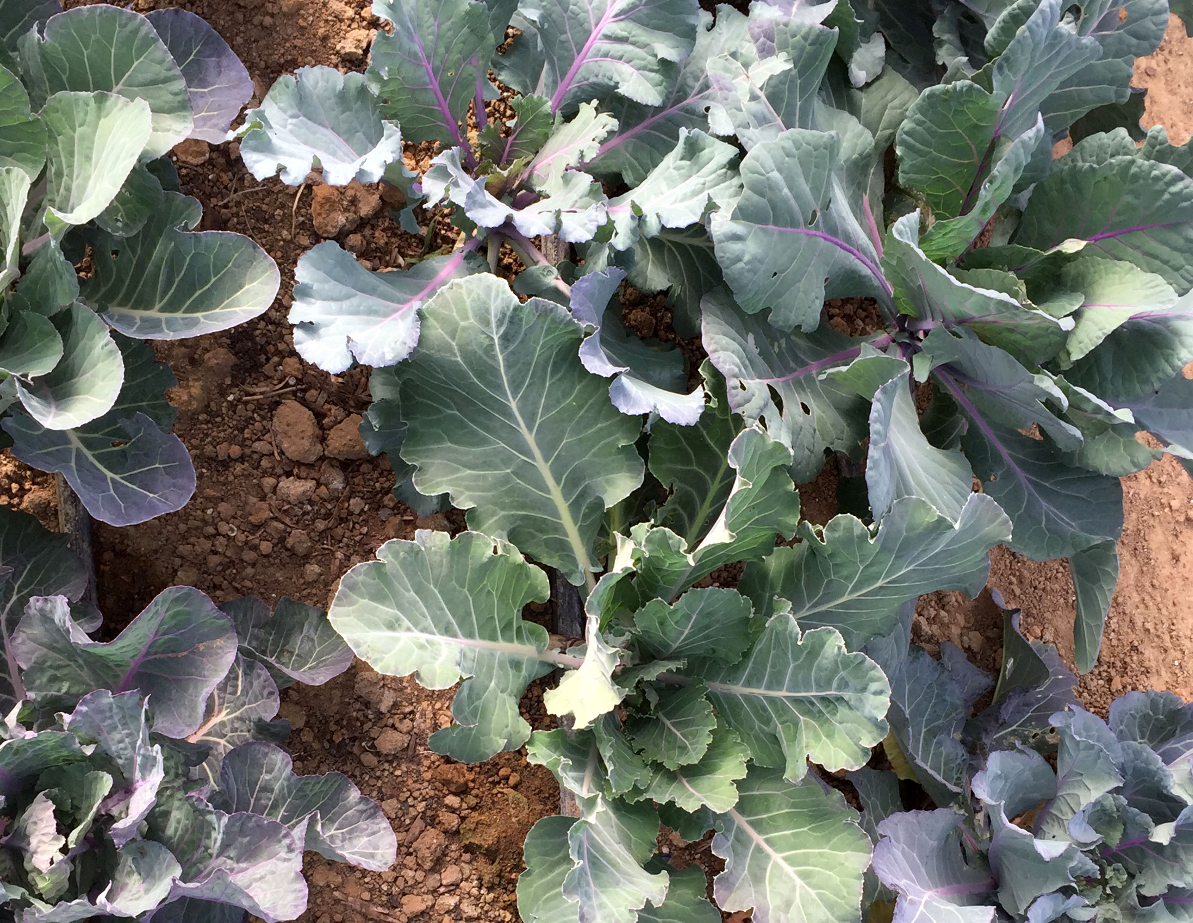 Alabama Blue Collards