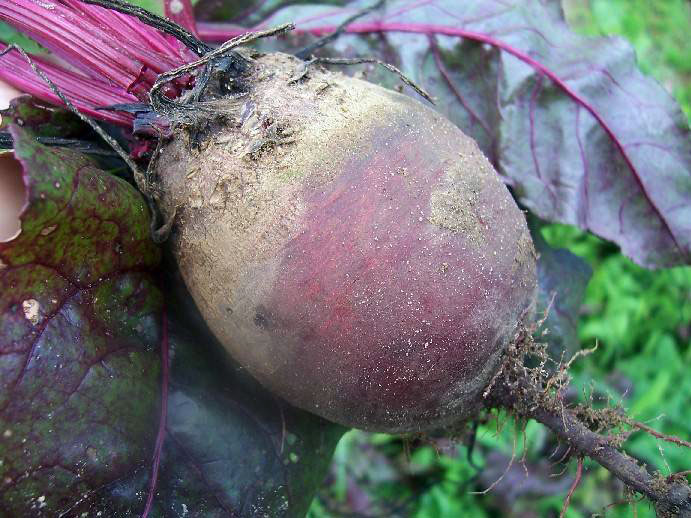 Red Beets With Tops