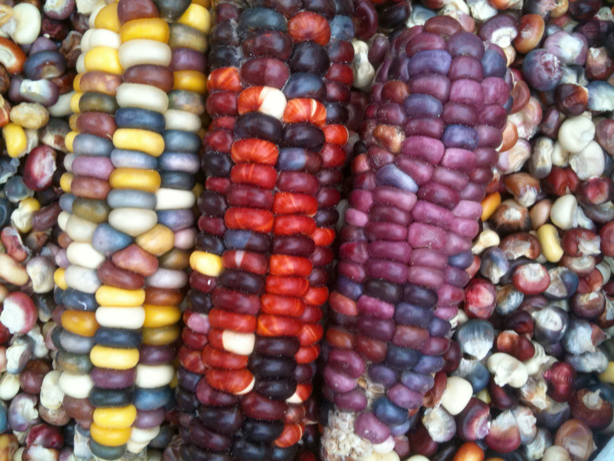 Painted Mountain Flour Corn