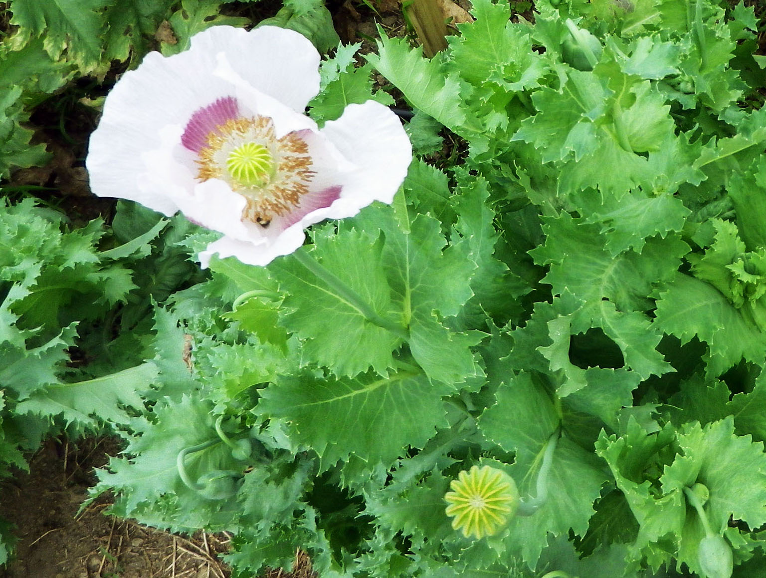 Poppy, Oilseed, Elka White
