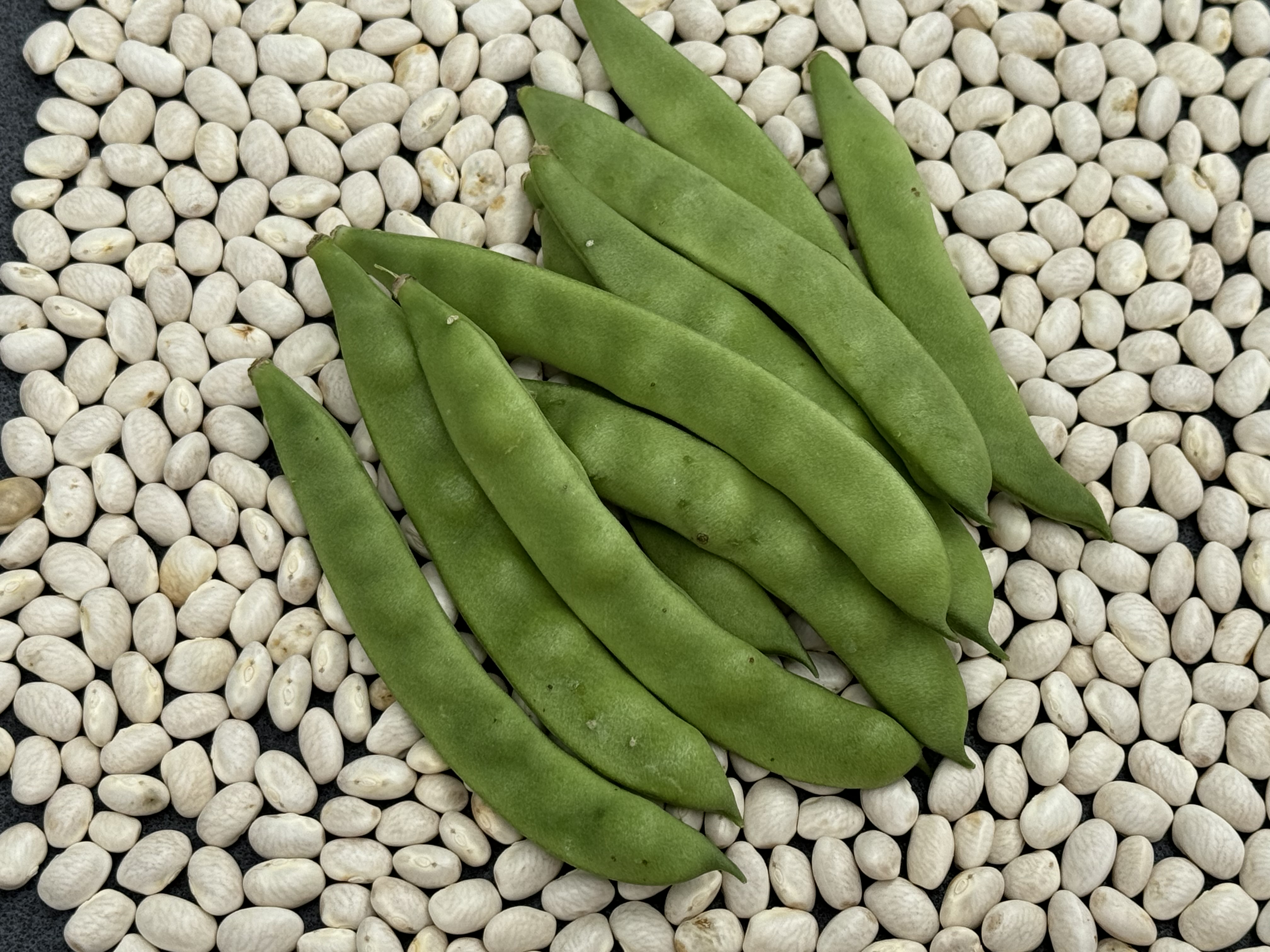 Hensley Pole Snap Bean