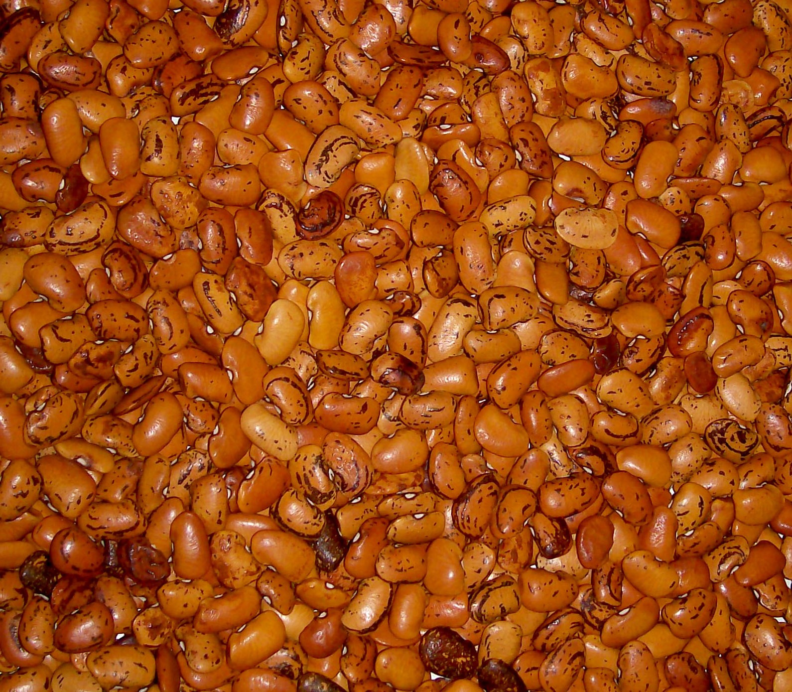 Hopi Yellow Pole Lima Bean