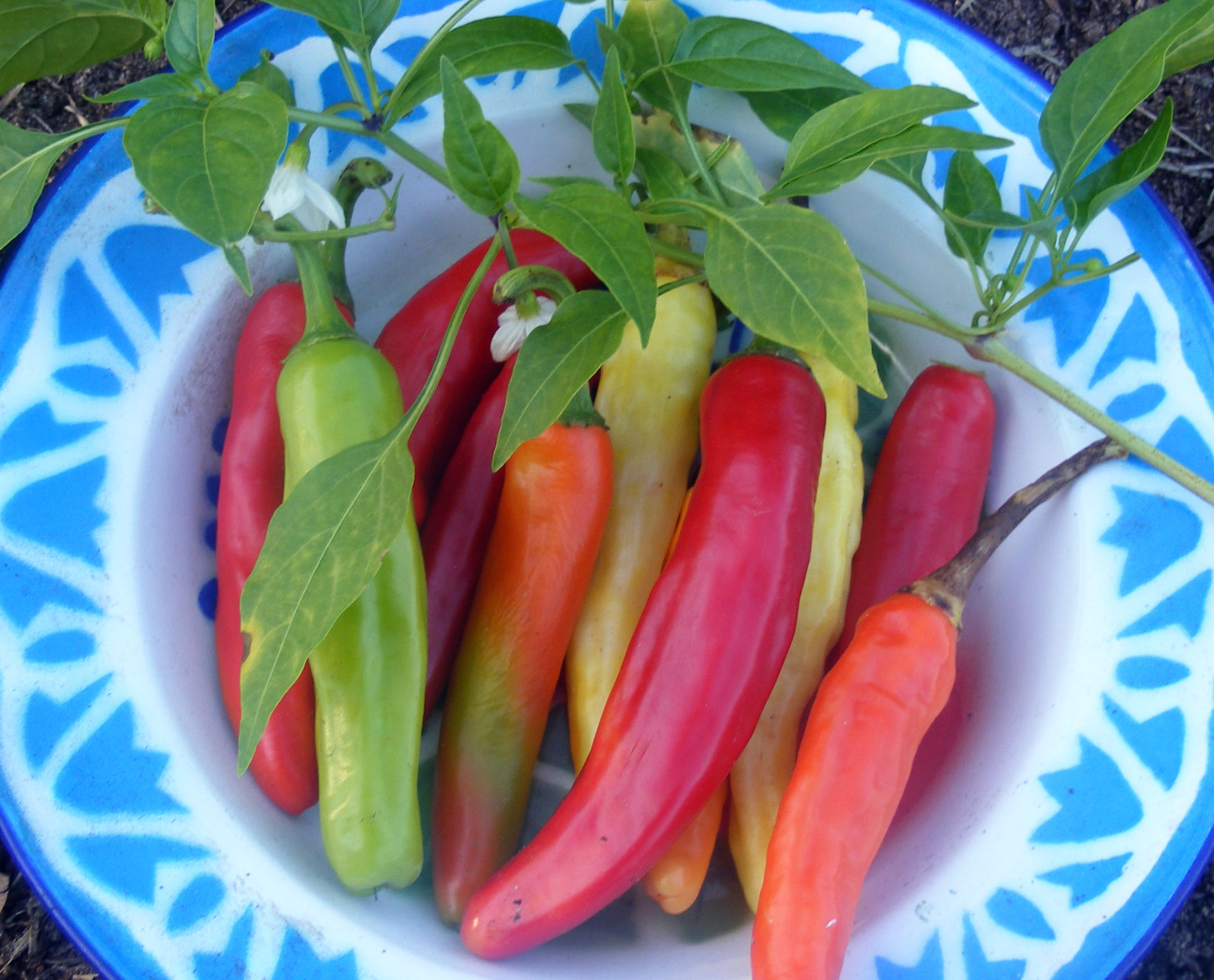 Charleston Hot Pepper