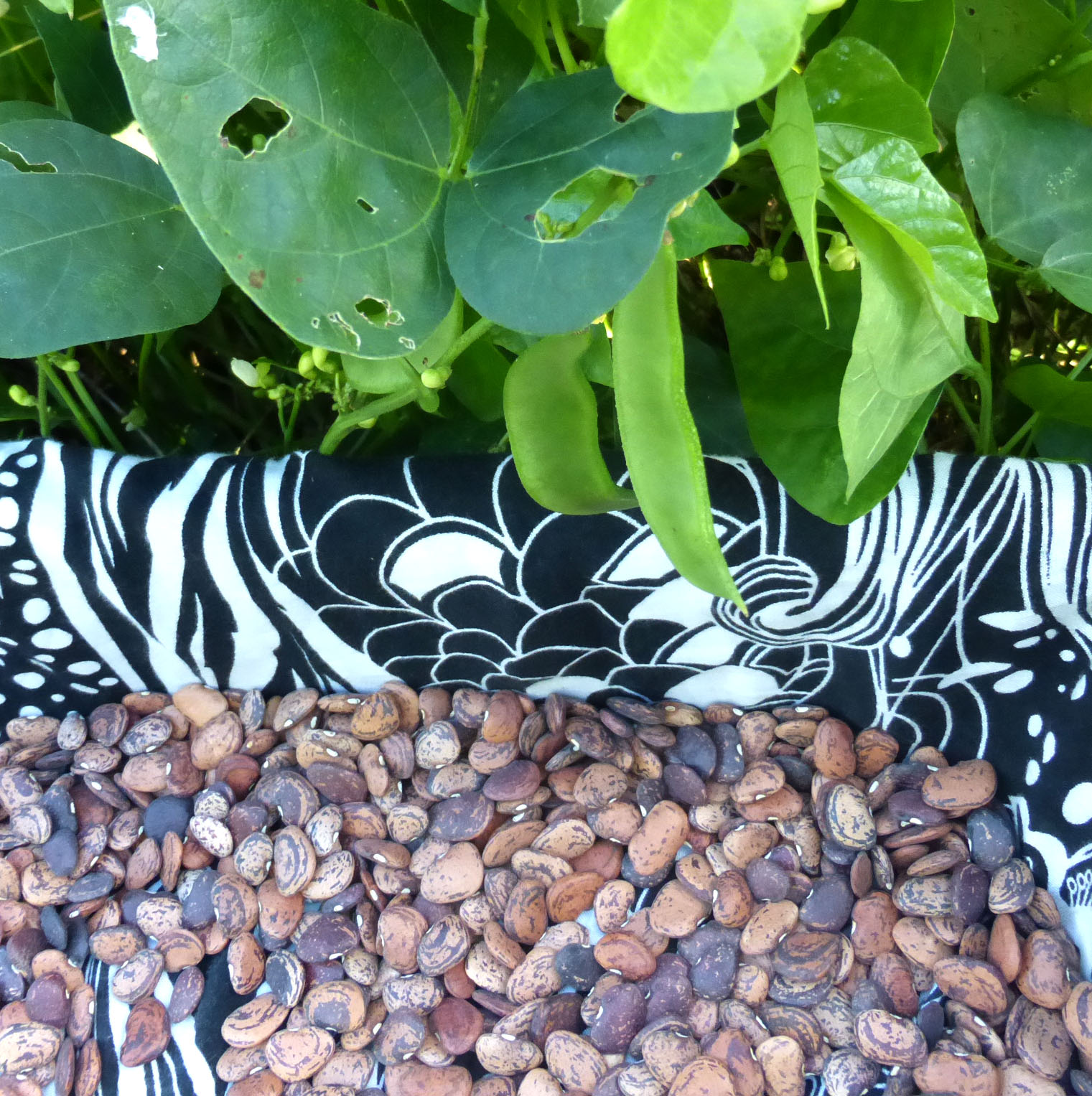 Jackson Wonder Butterbean Bush Lima Bean