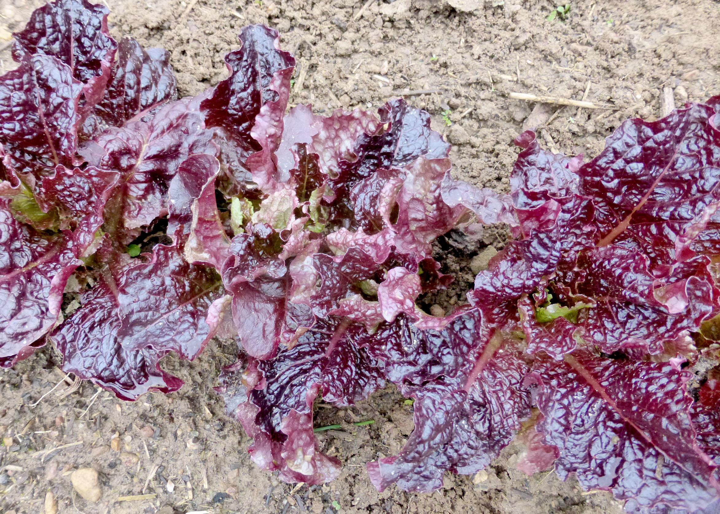 Outredgeous Romaine Lettuce
