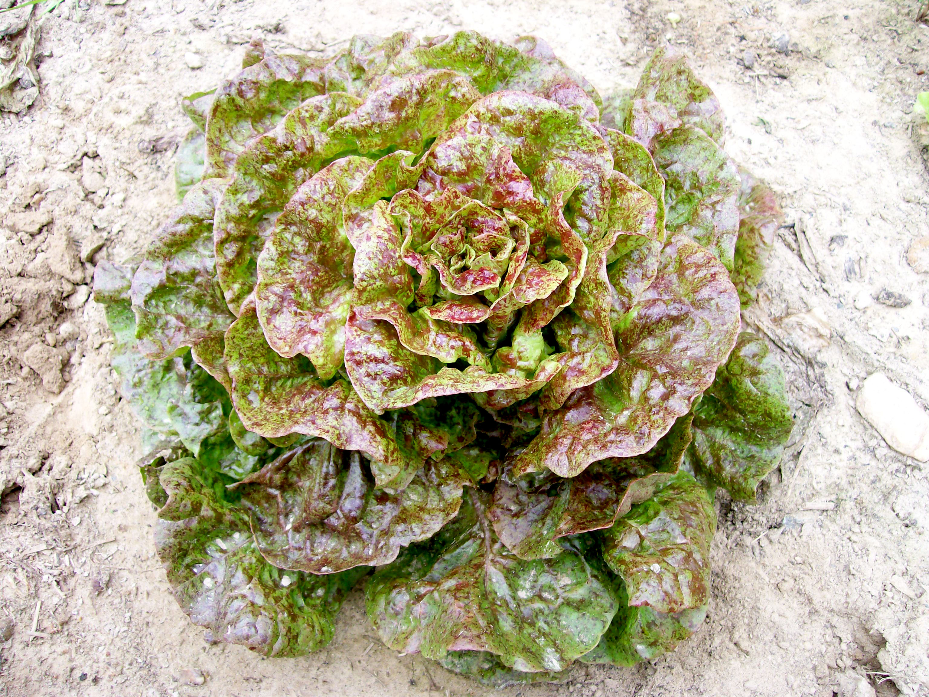 Speckled Bibb Bibb (Butterhead) Lettuce Speckled Bibb Bibb (Butterhead) Lettuce