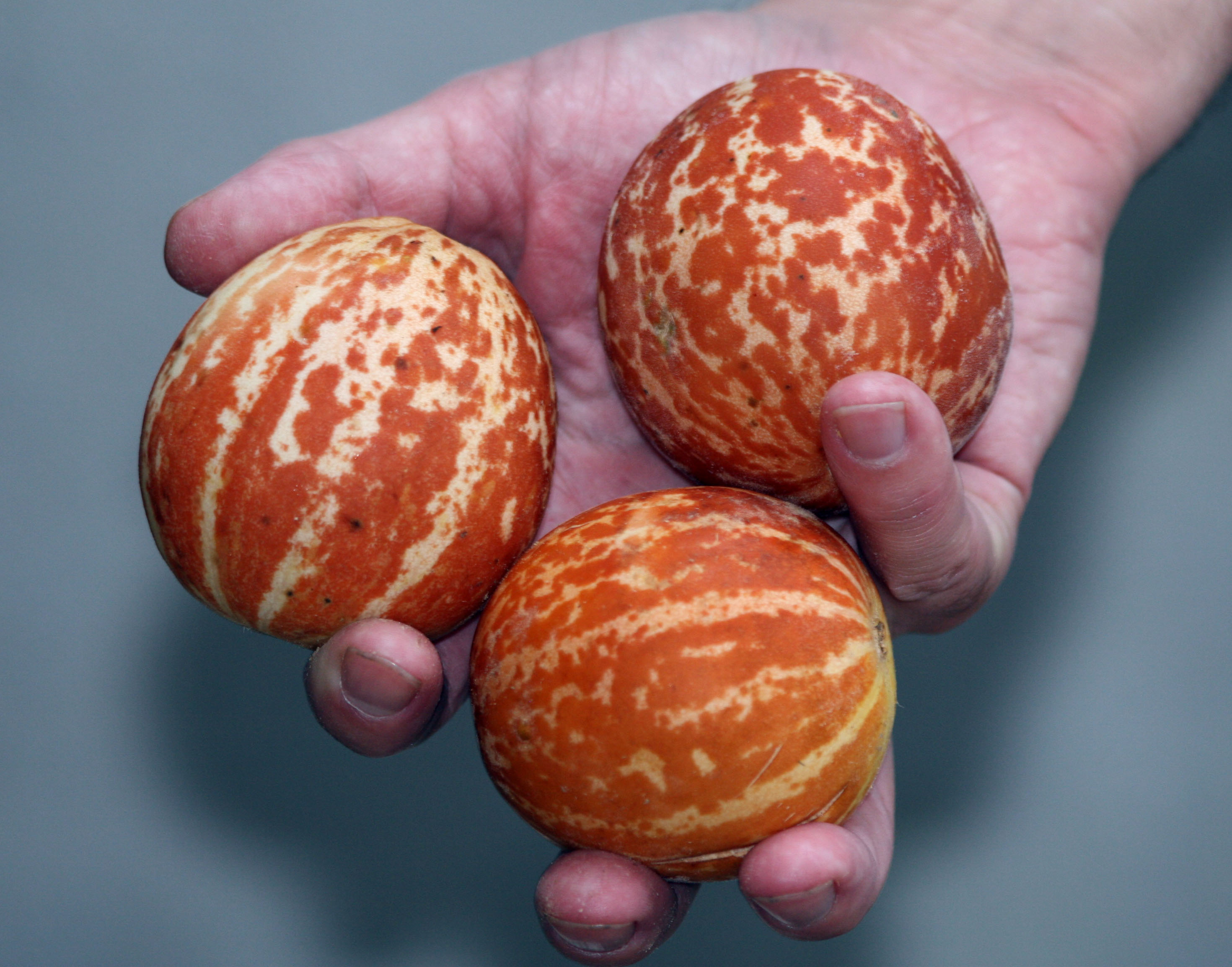 Queen Anne Palm Fruit