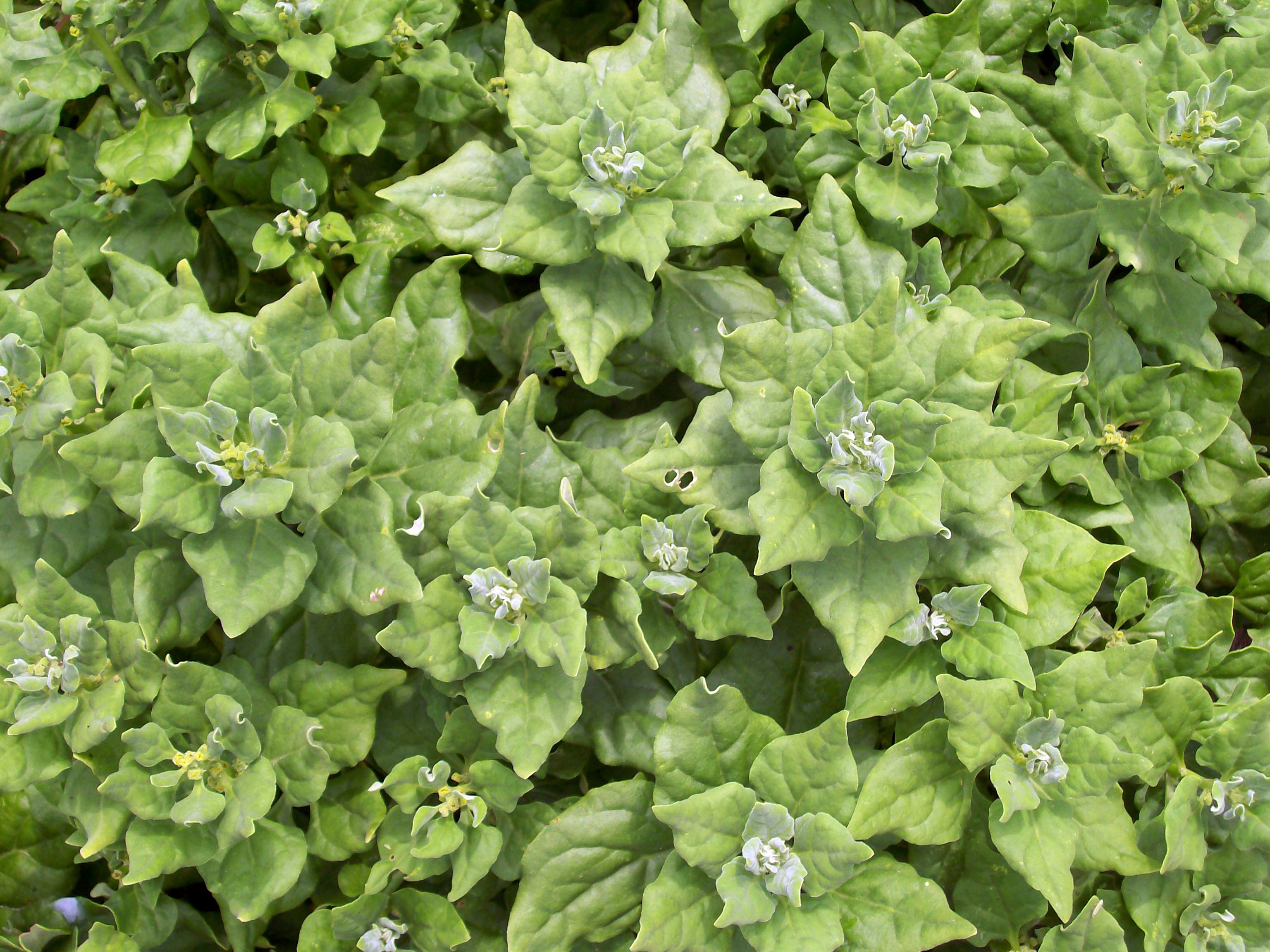New Zealand Summer Spinach