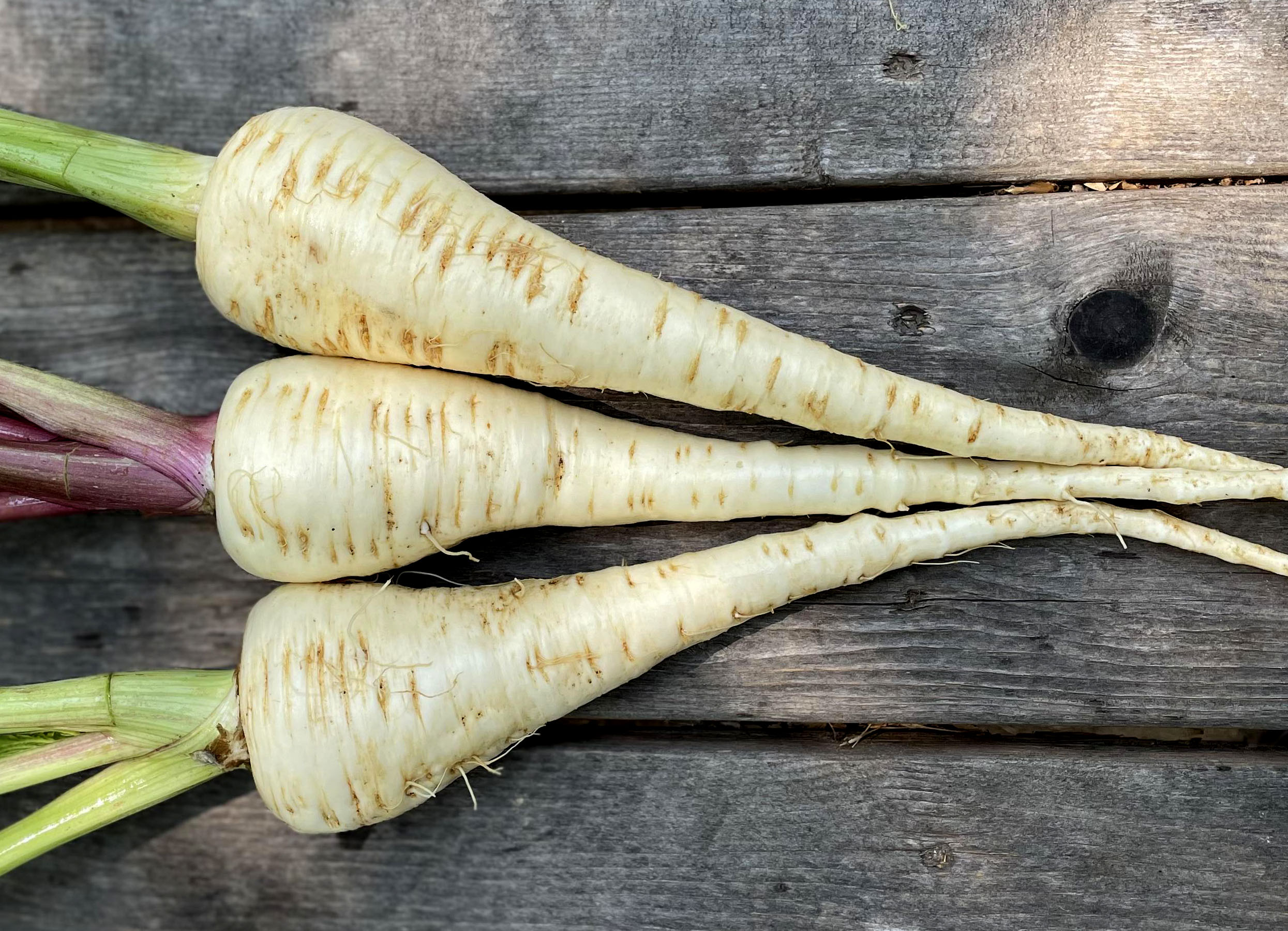 Halblange Weisse (Half-Long White) Parsnip