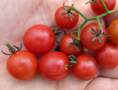 Red Currant Tomato