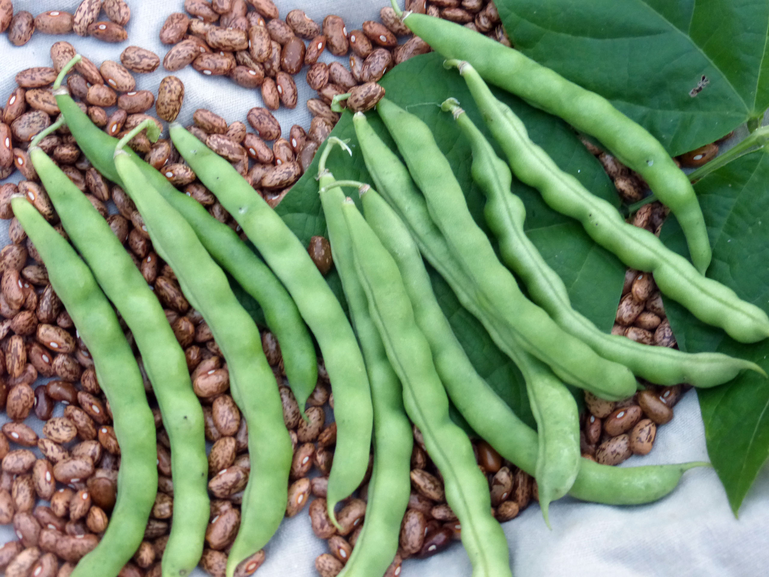 Red-Striped Greasy Pole Snap Bean