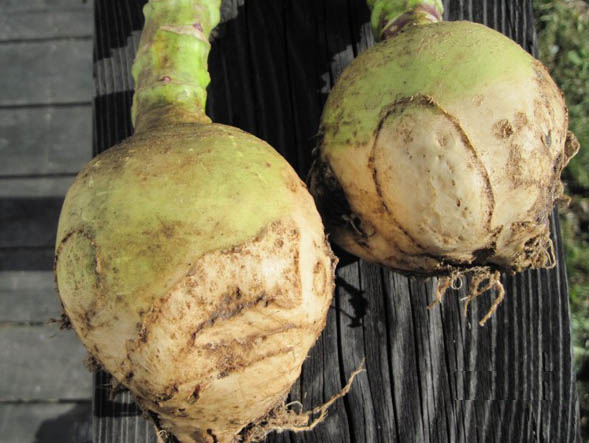 Gilfeather Turnip Rutabaga