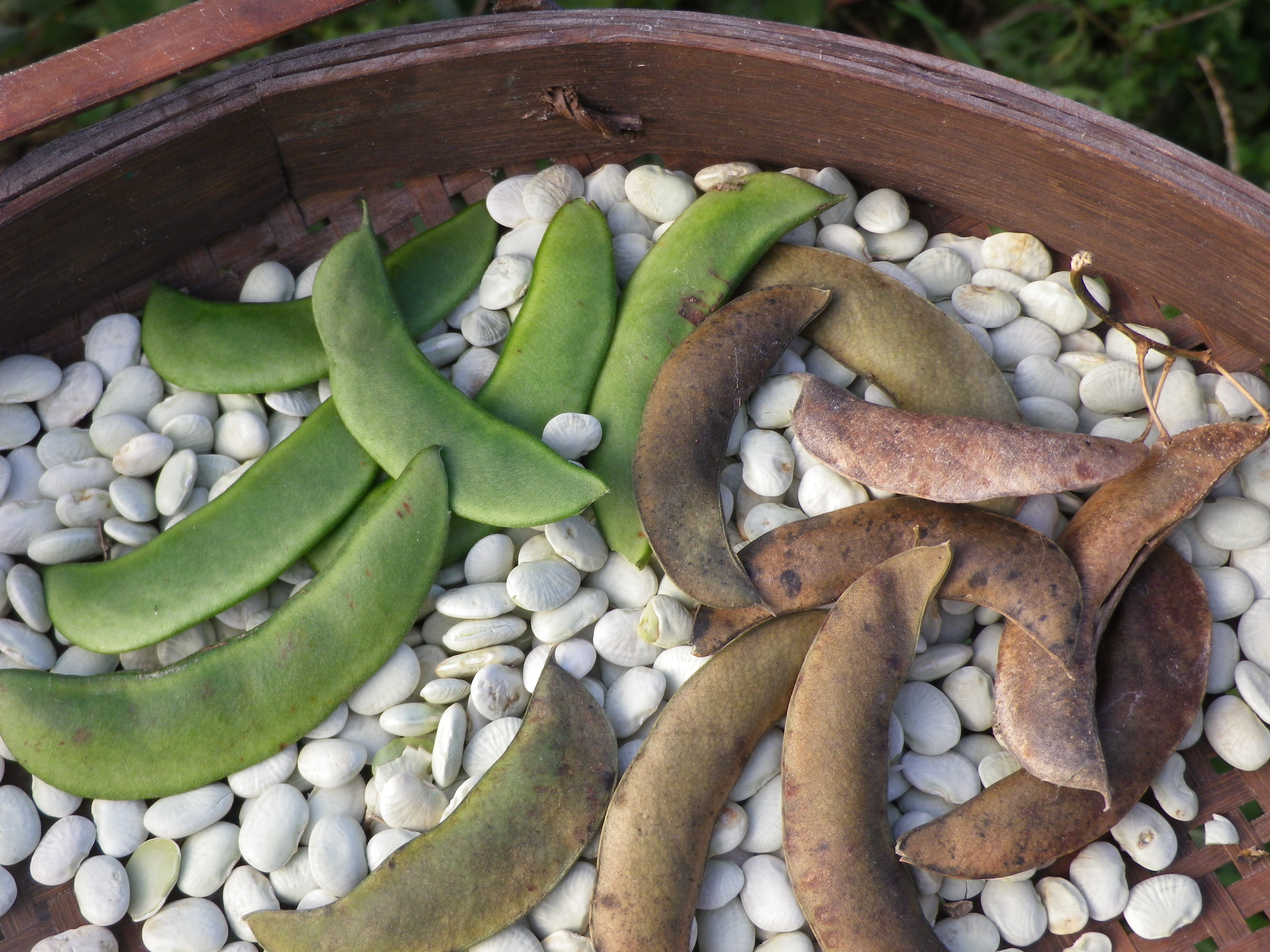 Lima Beans Allen's Medium Green Lima Beans, Farm Fresh, Gluten Free,