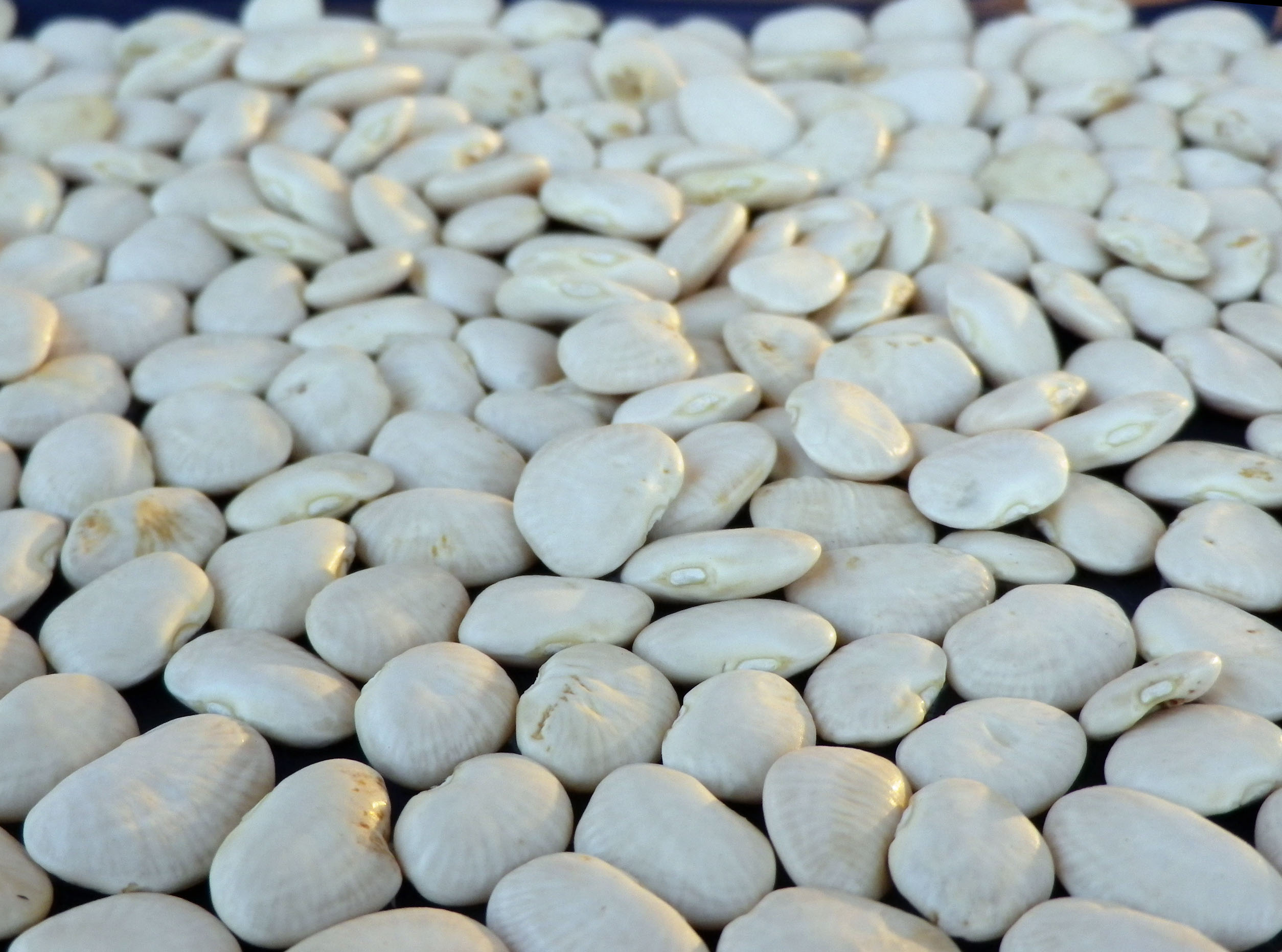 Sieva (Carolina) Pole Lima Bean