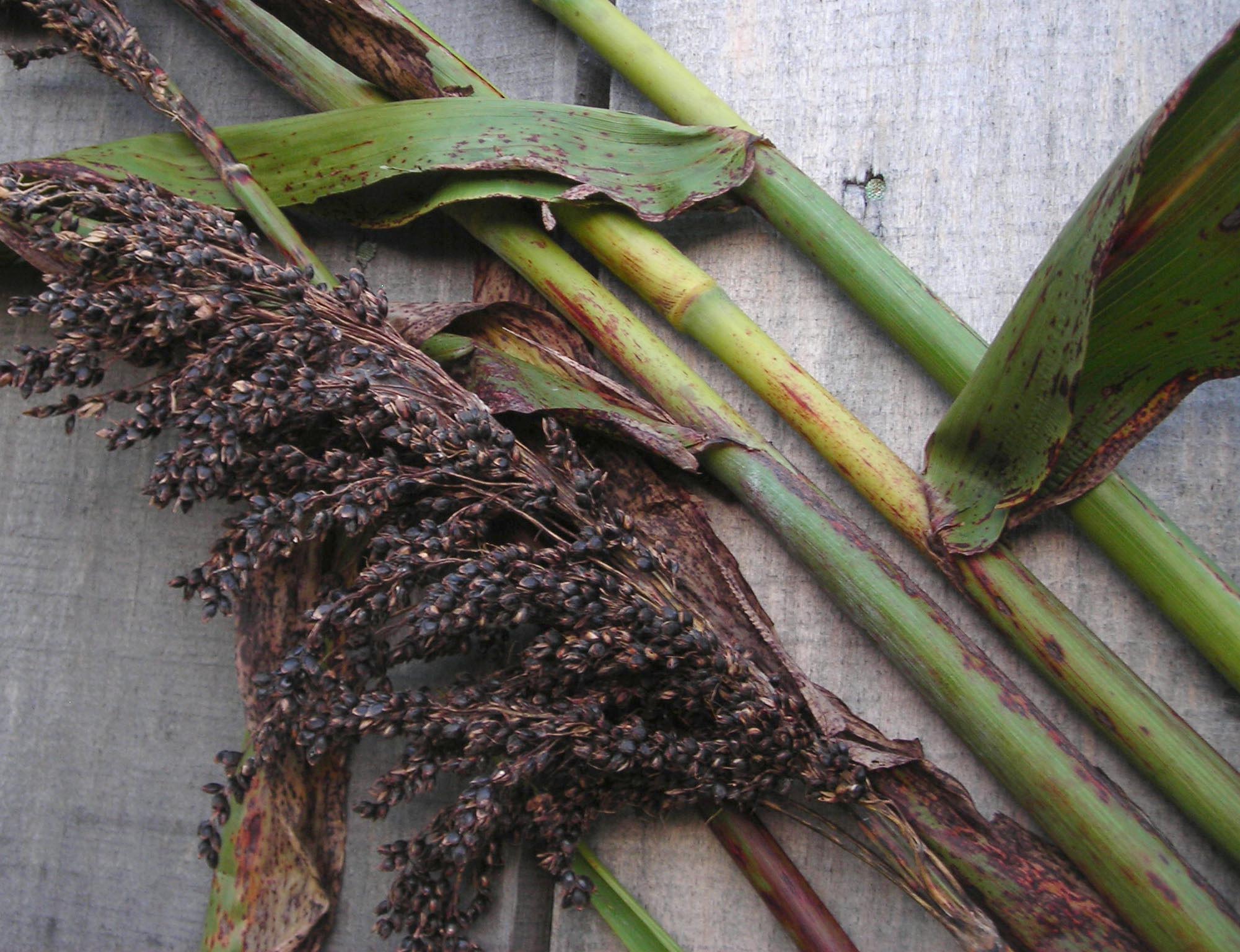 Sorghum, Black Amber Cane