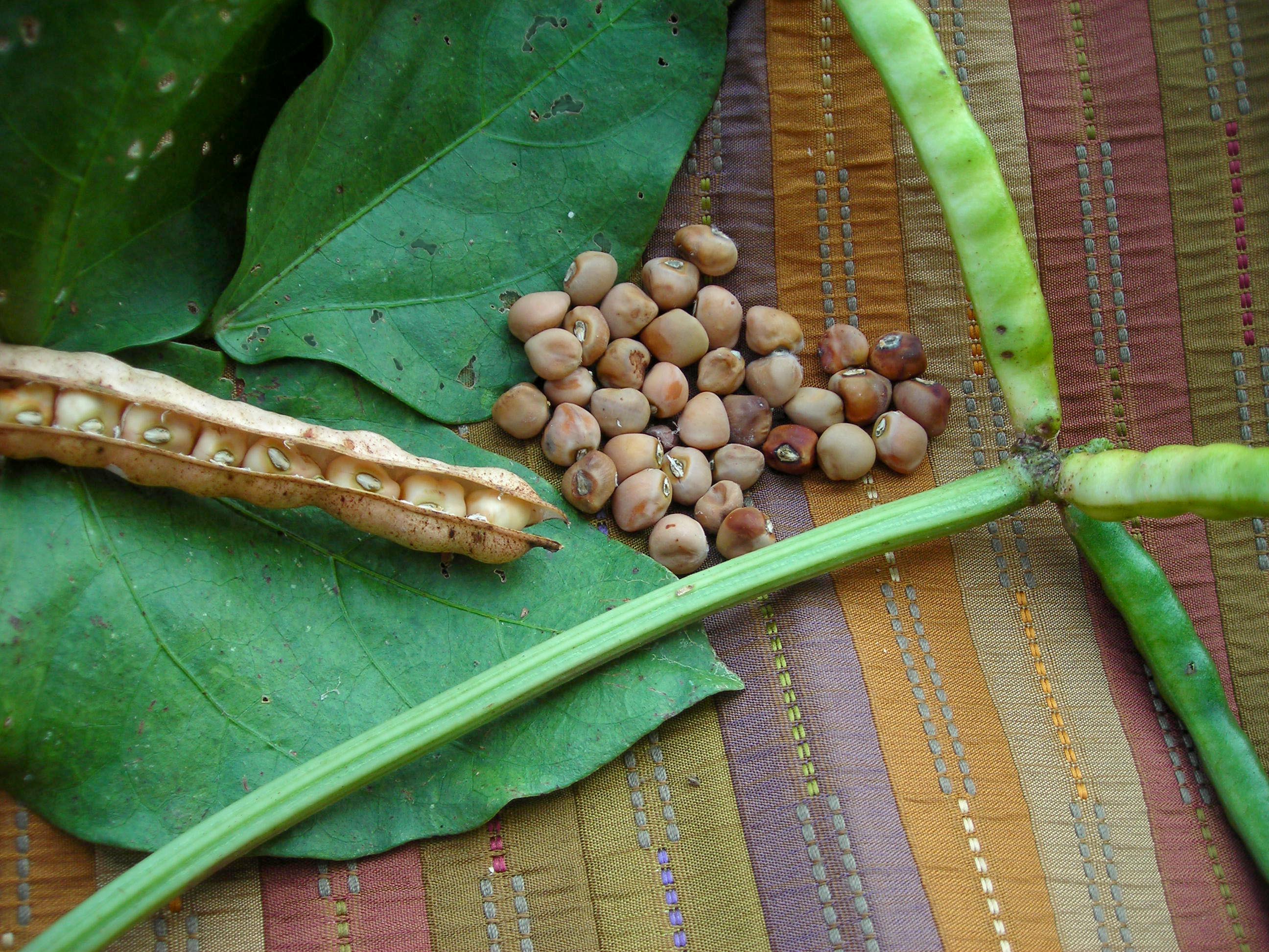 Hercules Southern Pea (Cowpea)