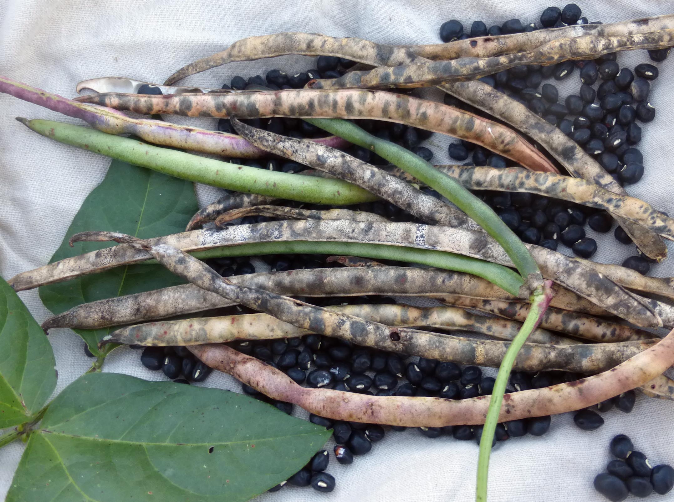 Peking Black Southern Pea (Cowpea)