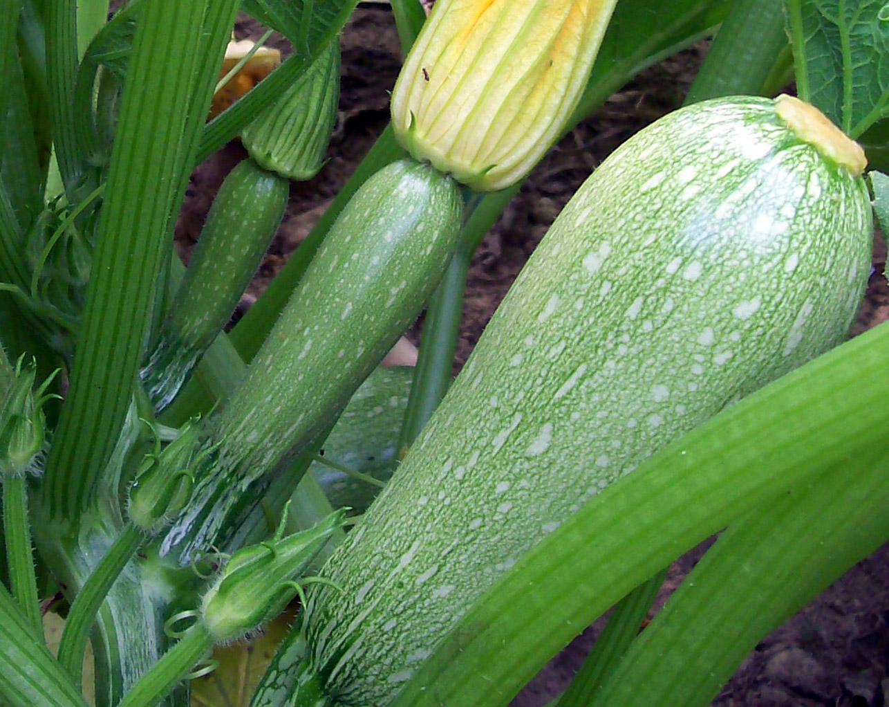 Grey (Tender Grey) Zucchini