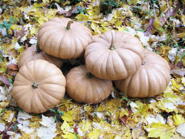 Tan Cheese Pumpkin