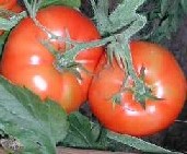 Druzba Tomato