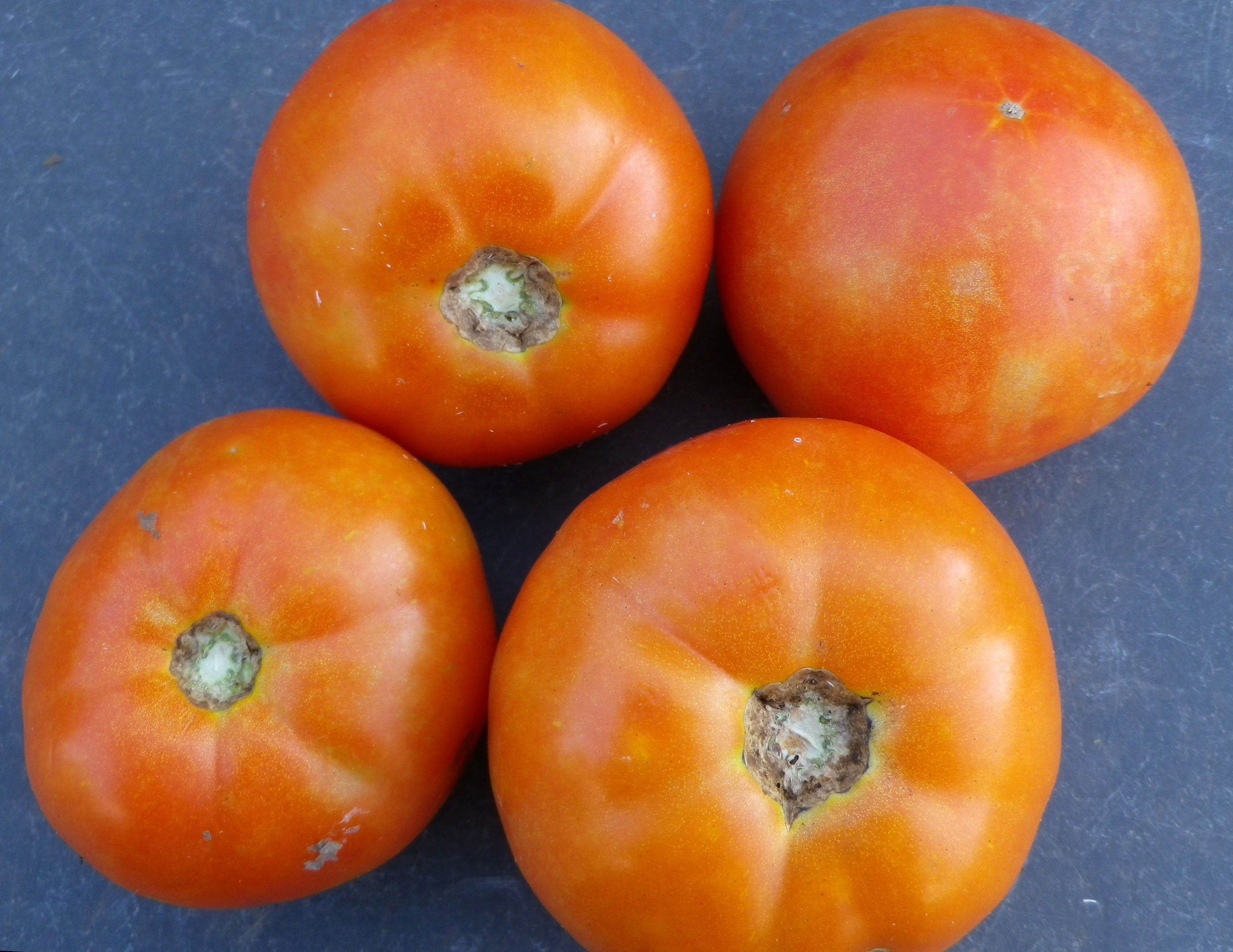 Neptune Tomato