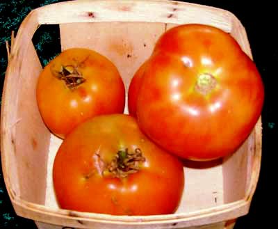 Reverend Morrows Long Keeper Winter Storage Tomato