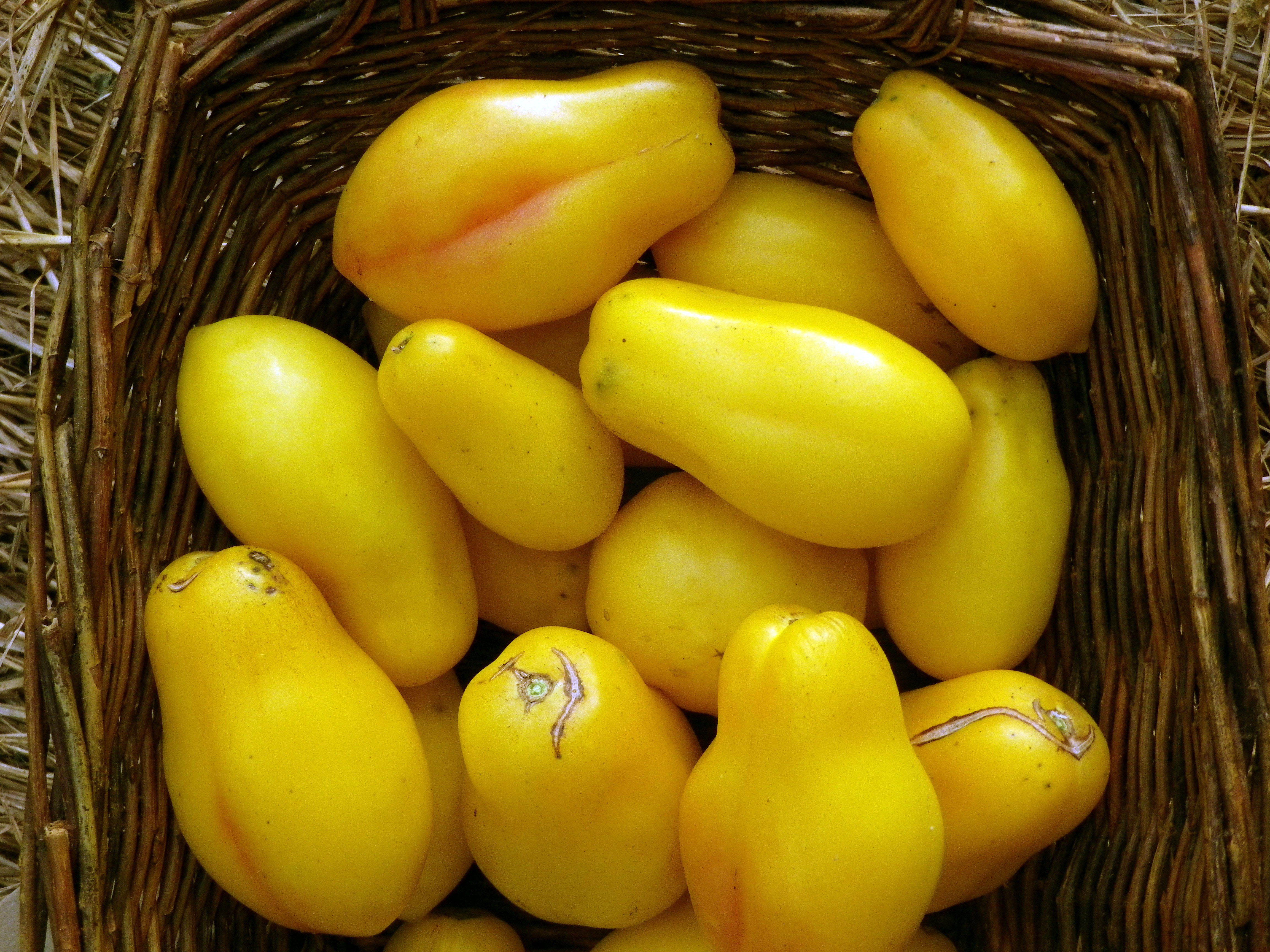 Yellow Bell Paste Tomato