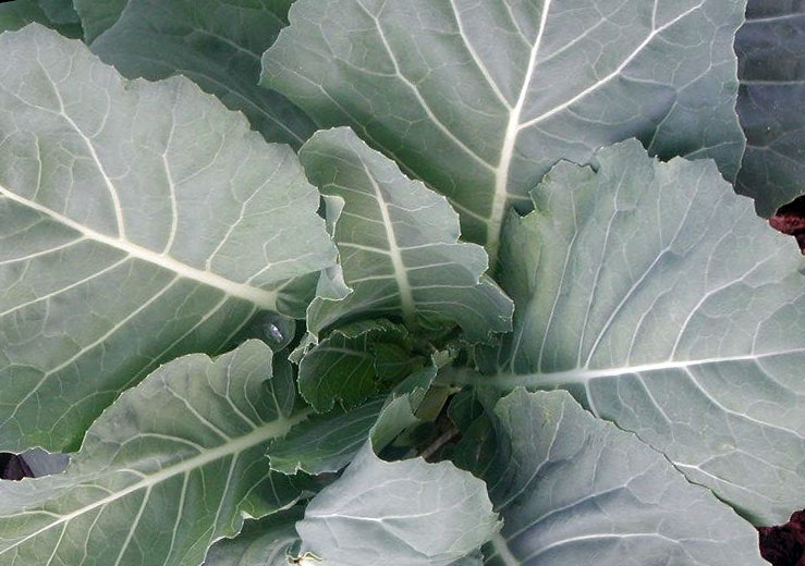 Vates Collards