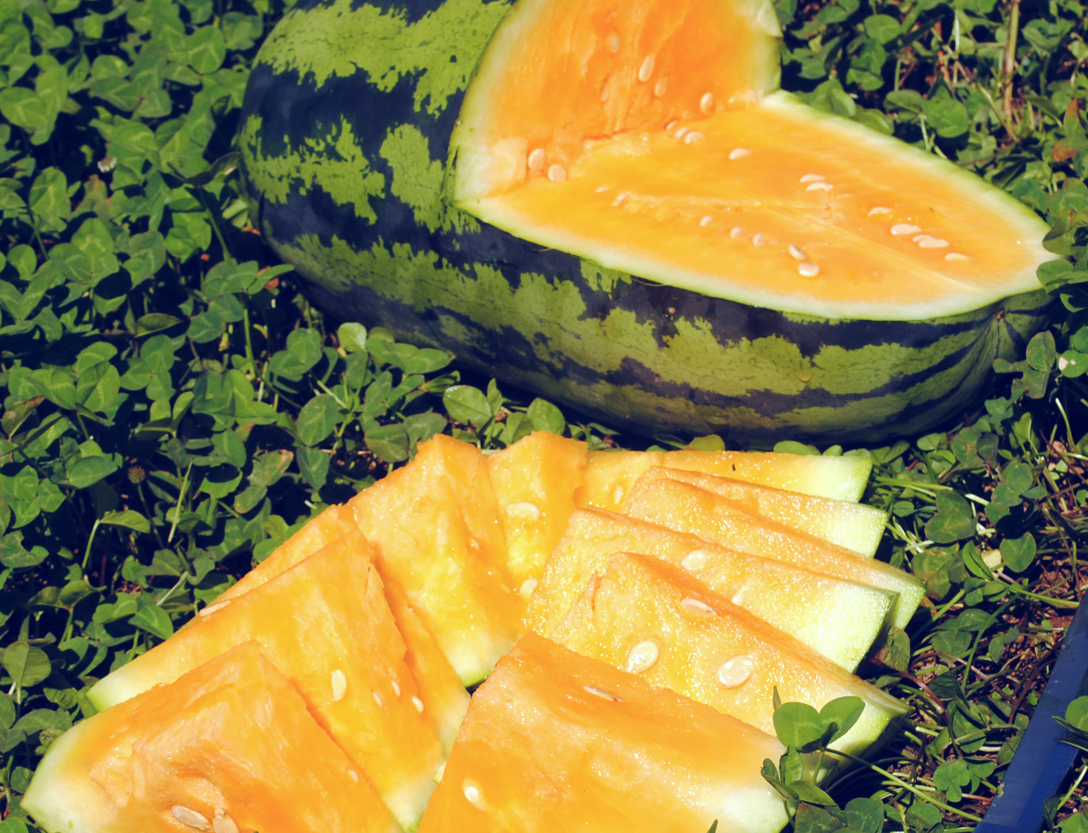 Orange Watermelons