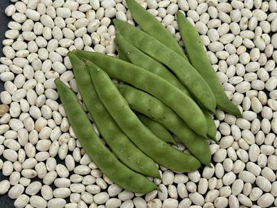 Different Types Of Pole Beans