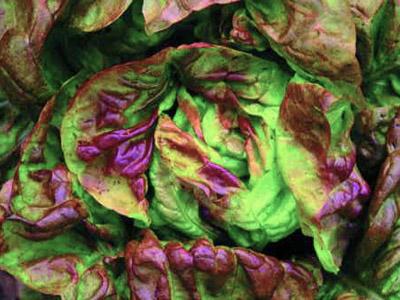 Red Butterhead Lettuce