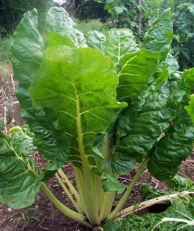 Greens Growing Guide