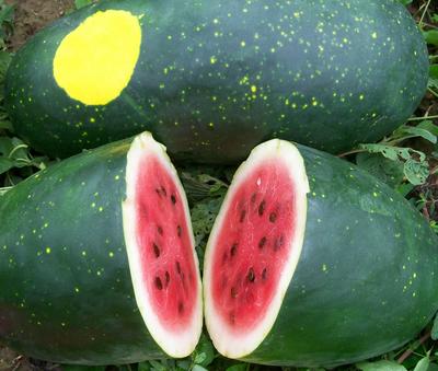 Star Watermelon